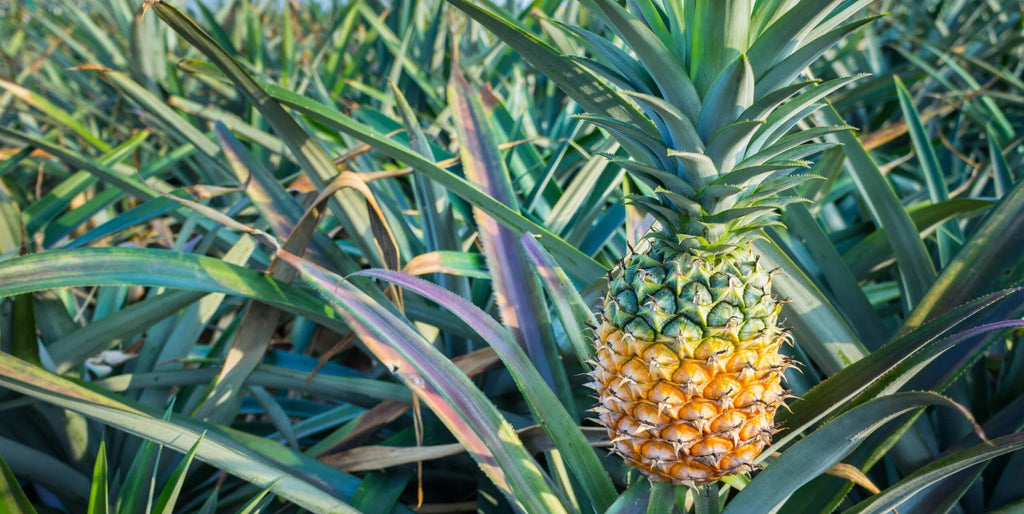 Pineapple: A Juicy Ingredient for Glowing Skin